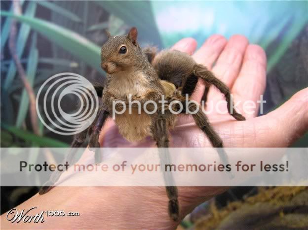 Spider Chipmunk Photo by ravenflight101 | Photobucket